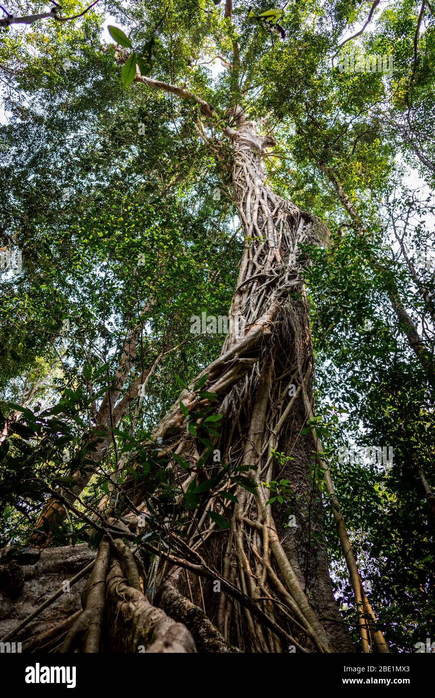 Climber plant in the tropical rainforest hi-res stock photography and ...