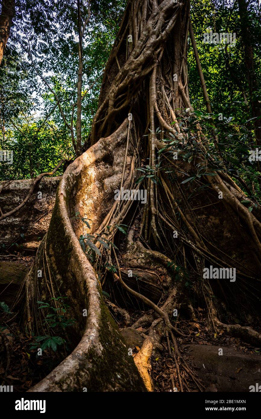 Half body of big old tree trunk inside deep tropical rainforest covered ...