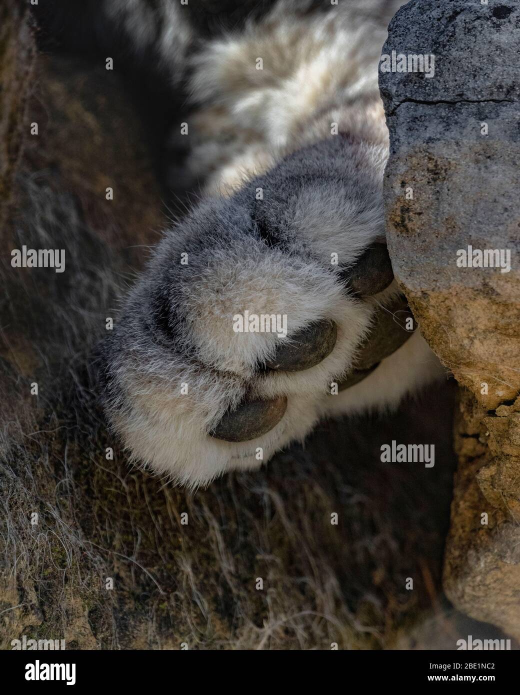 snow leopard foot close up Stock Photo - Alamy