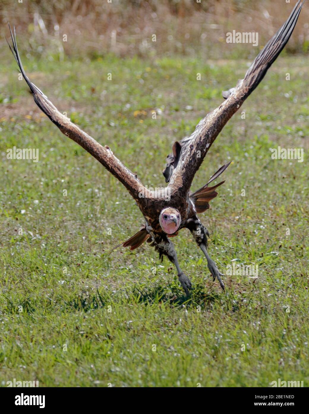Vulture feathers hi-res stock photography and images - Alamy