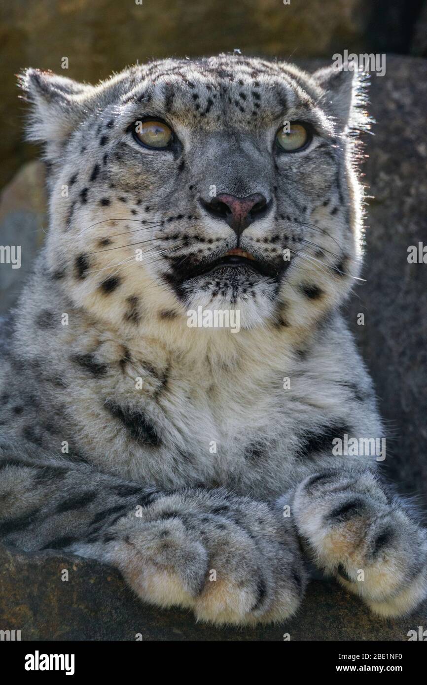 Leopard head hi-res stock photography and images - Alamy