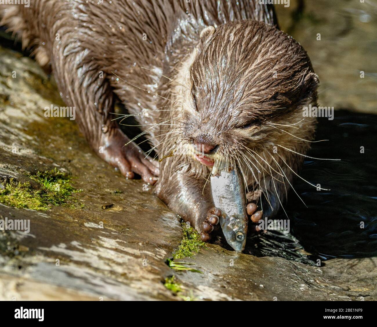 small clawed otter eating fish Stock Photo - Alamy
