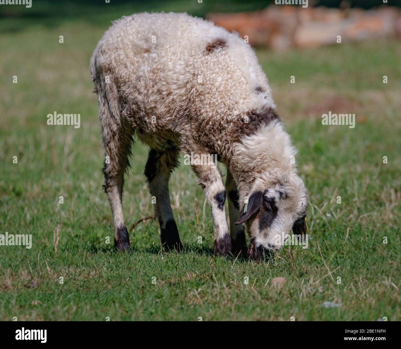 sheep eating grass Stock Photo - Alamy