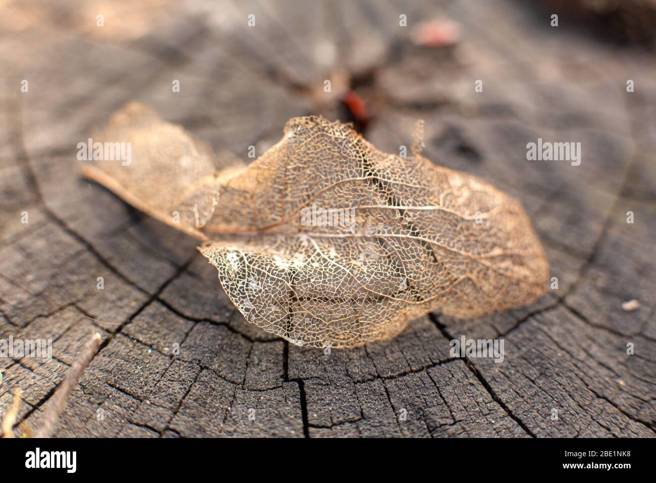 Dry skeletonized leaf on a stump close up Stock Photo - Alamy