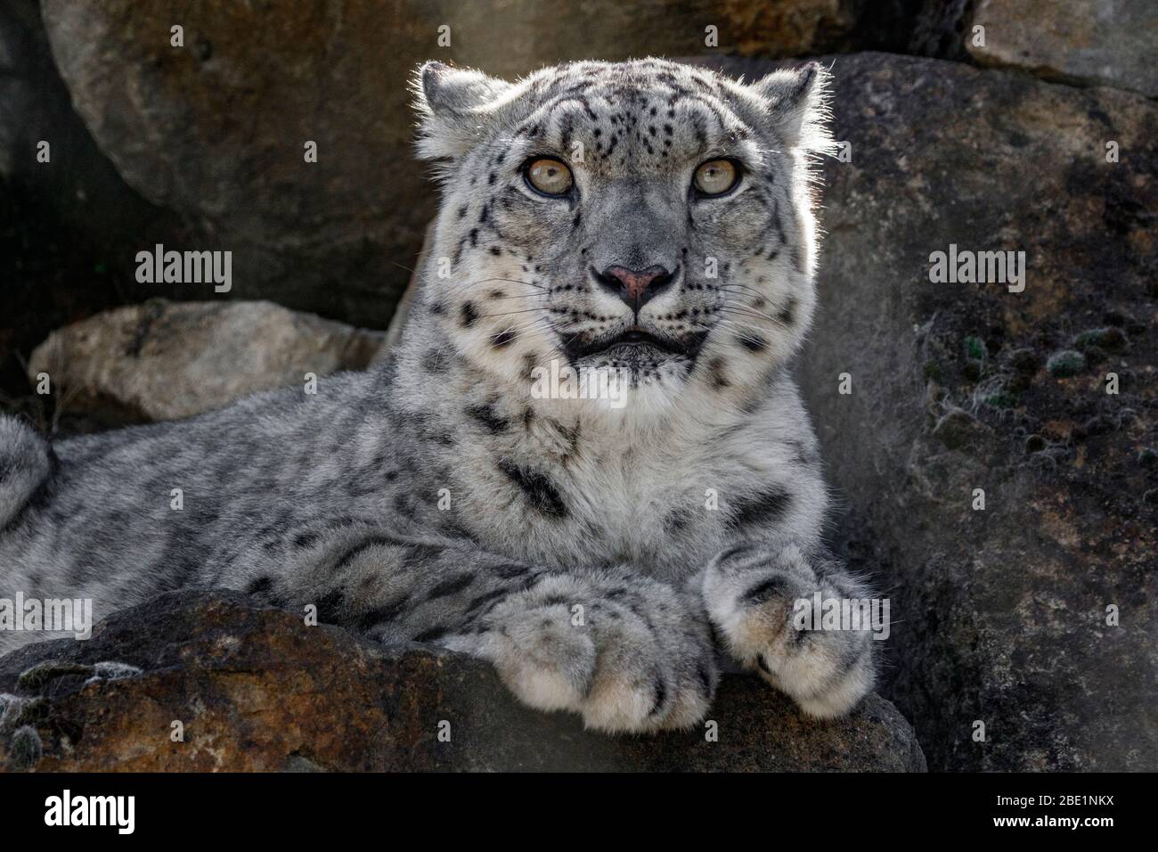 Snow leopard relaxed hi-res stock photography and images - Alamy