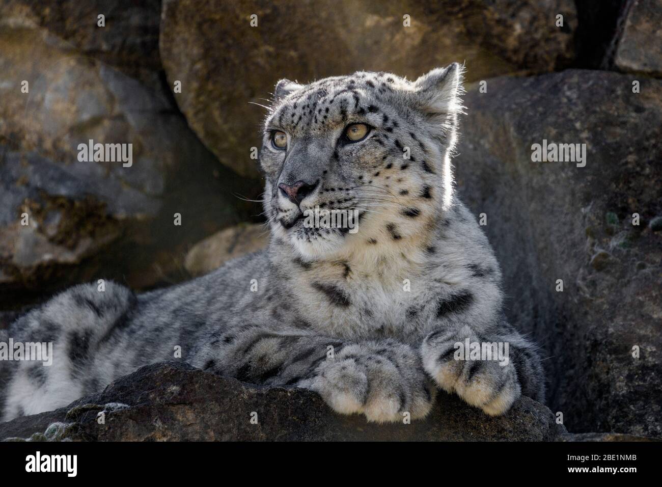 Leopard head hi-res stock photography and images - Alamy