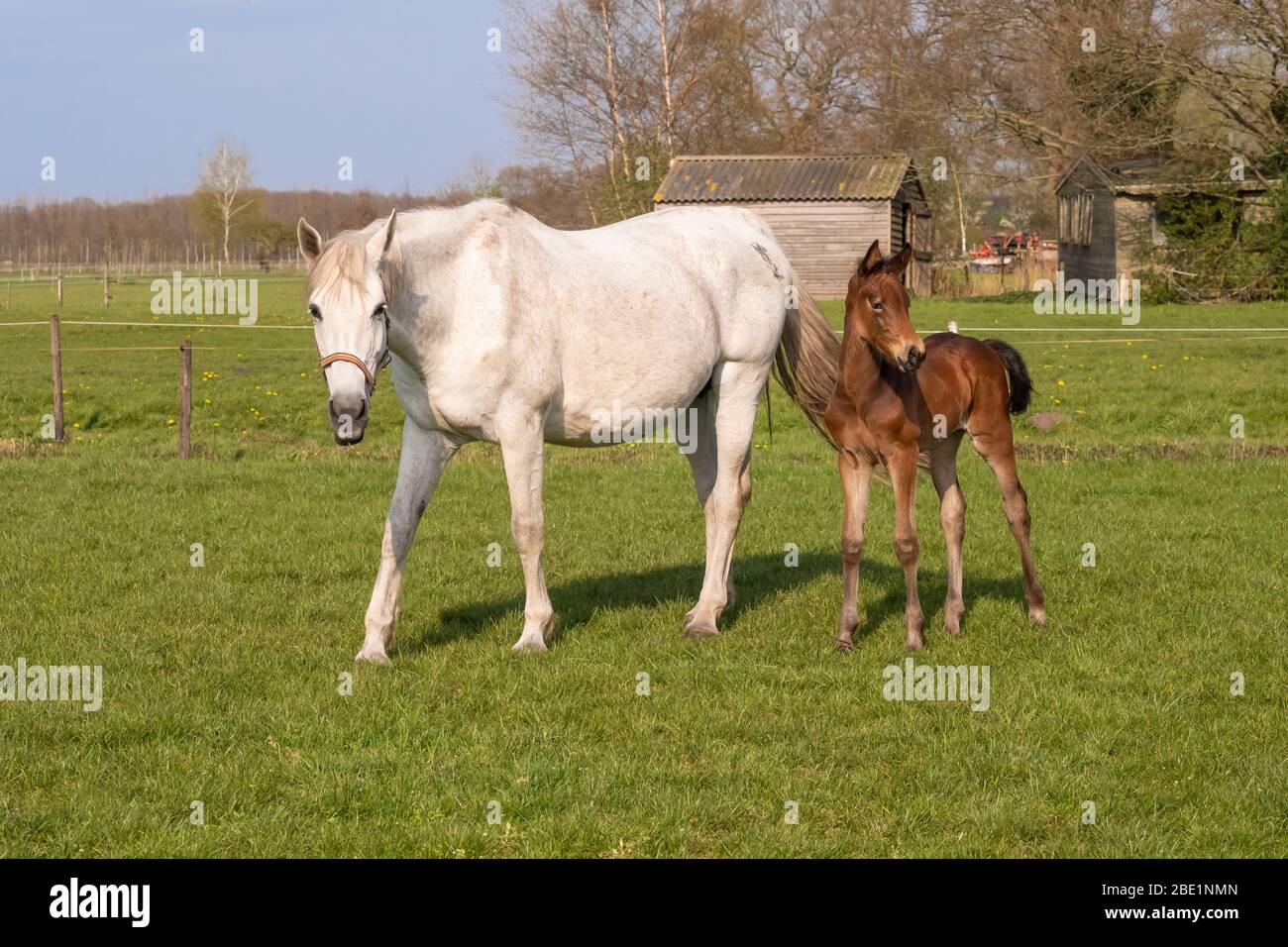 A baby horse with mother standing on grass, foal is looking at camera ...