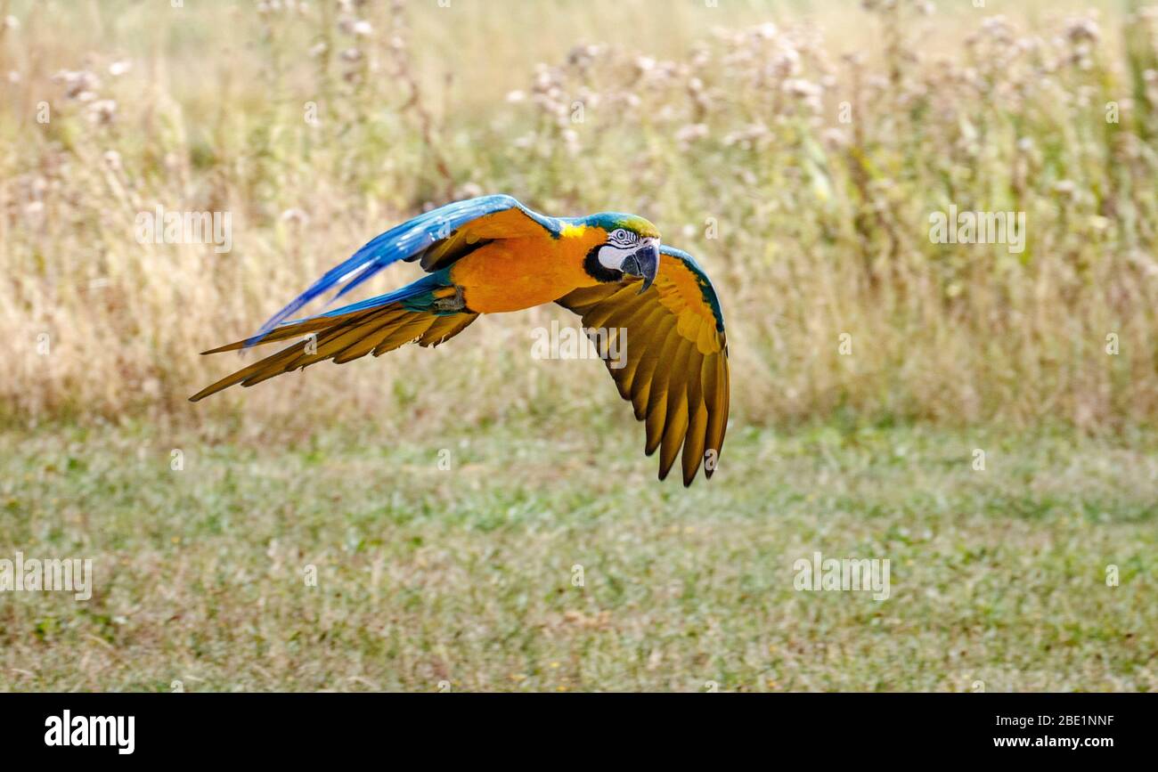 Blue and yellow macaw flying hi-res stock photography and images - Alamy