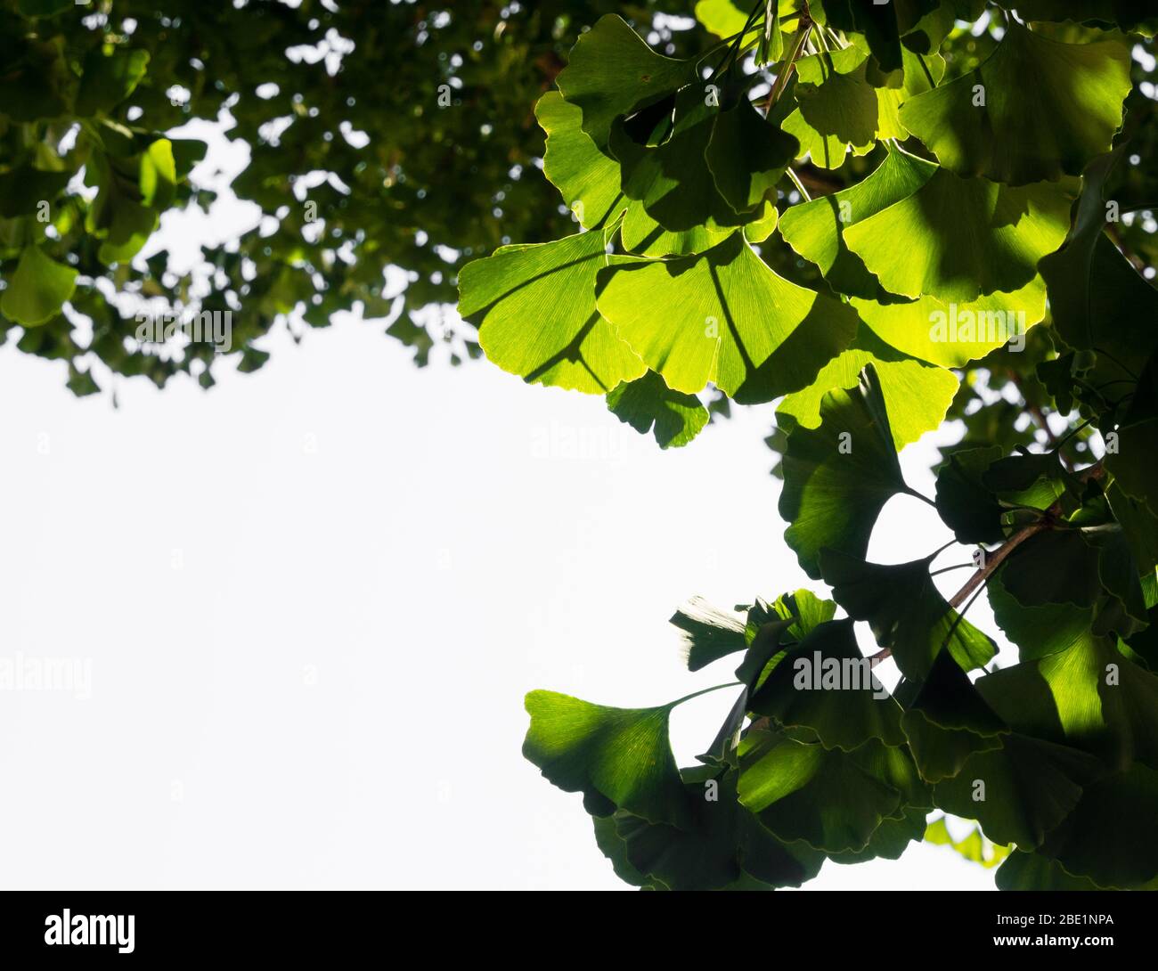 Green ginkgo tree leaves background Stock Photo - Alamy