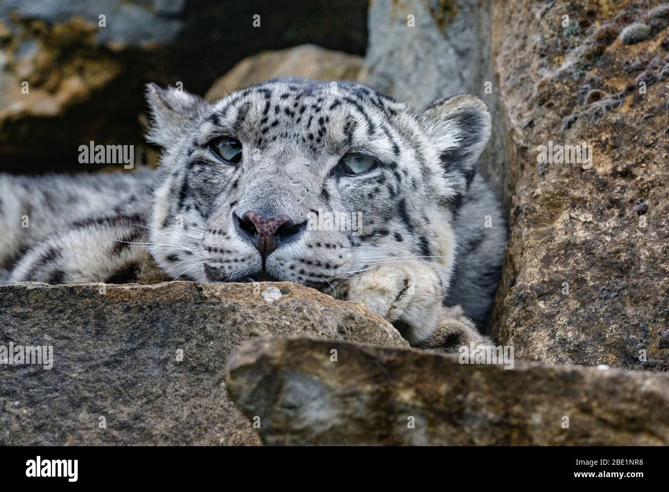 Leopard head hi-res stock photography and images - Alamy