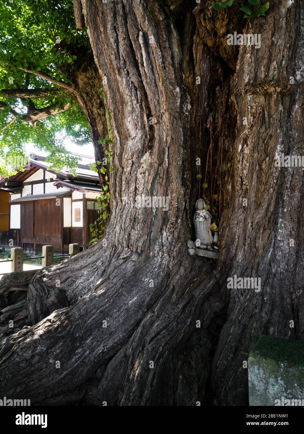 Takayama, Japan - October 6, 2015: 1250 year old ginkgo tree at ...