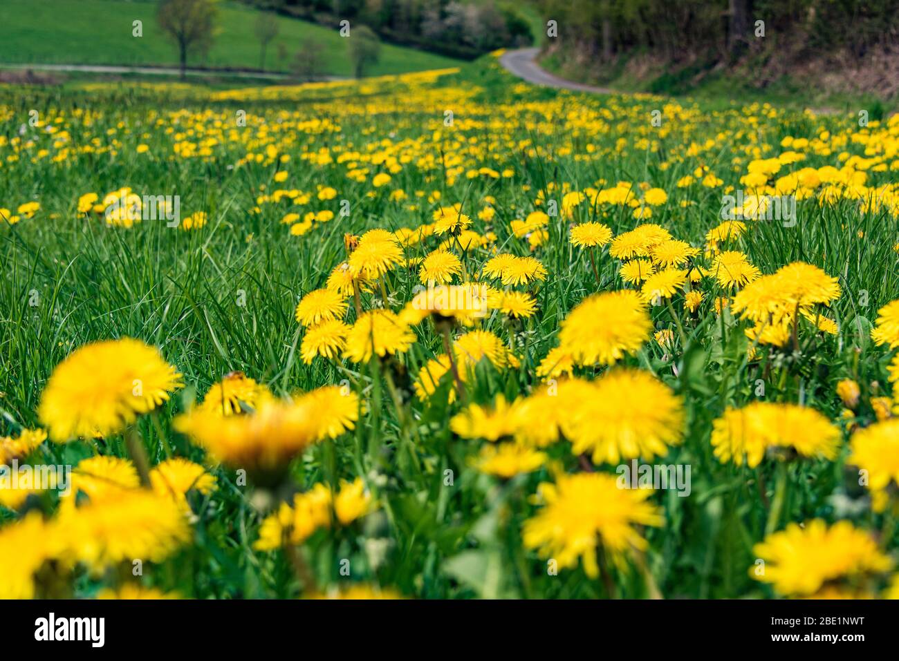 field of dandelion at sauerland, germany Stock Photo - Alamy