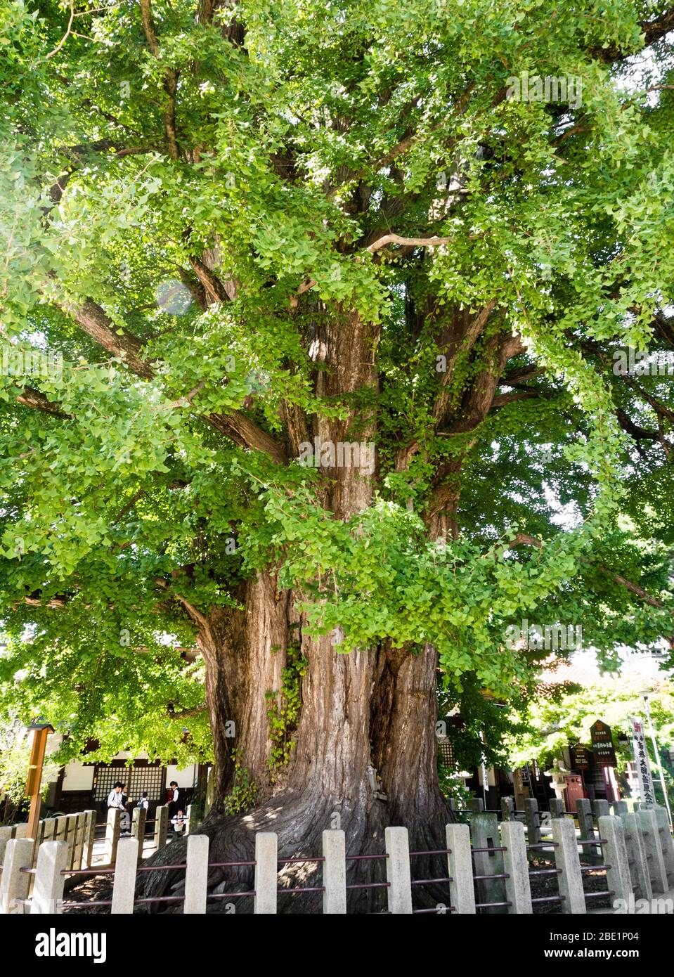 Takayama, Japan - October 6, 2015: 1250 year old ginkgo tree at ...