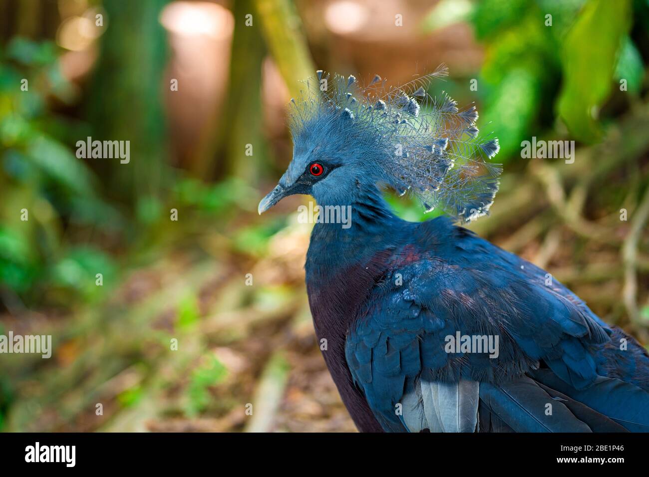 Unusual crowned dove in a green park cleans feathers. Beauty of nature ...