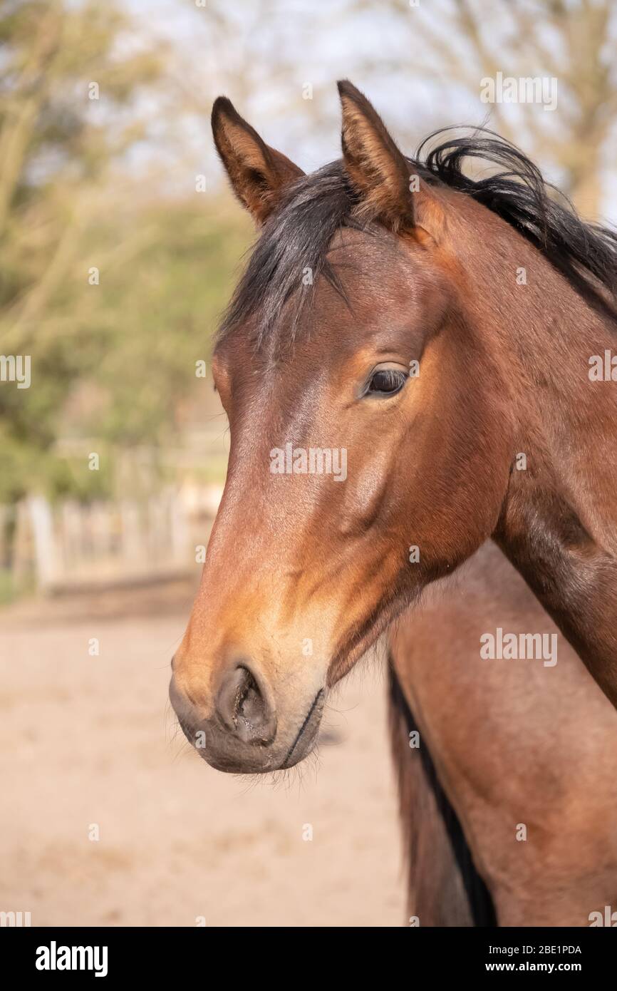 Horse Head Front View