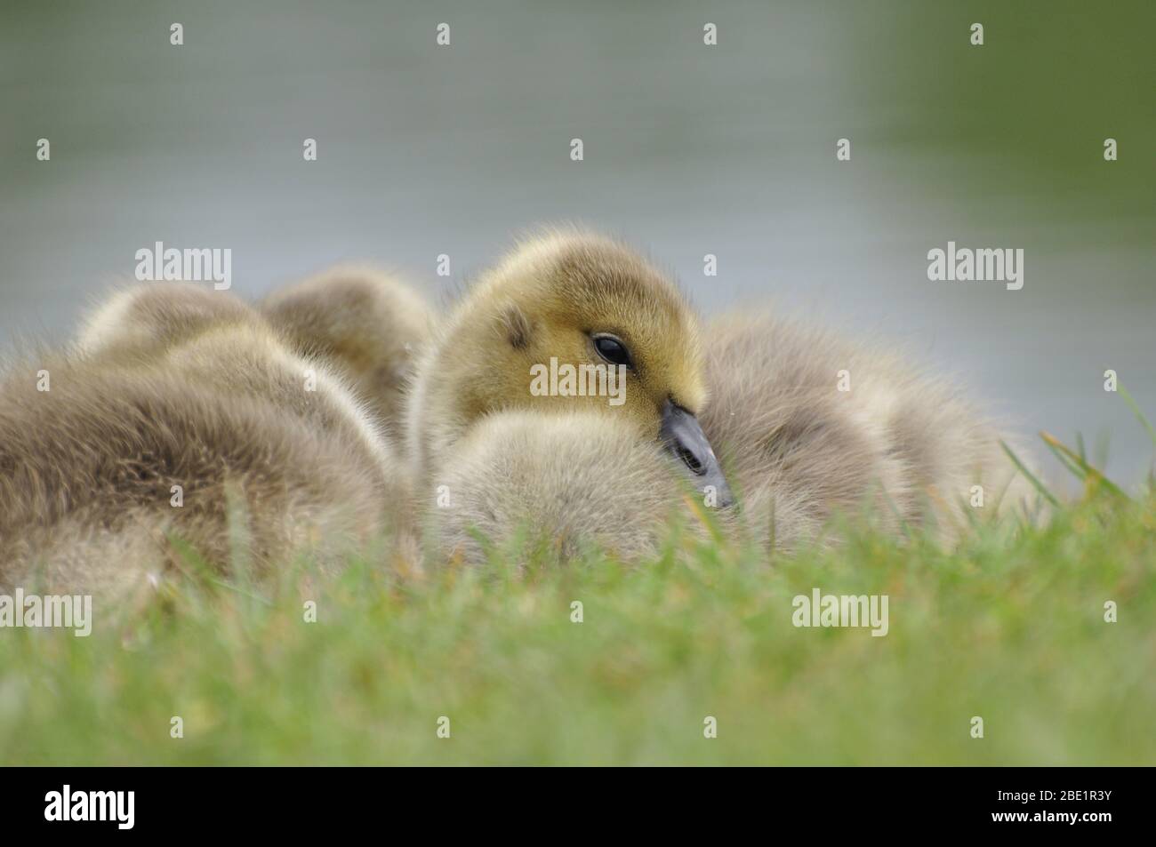 Young cute canada geese hi-res stock photography and images - Alamy