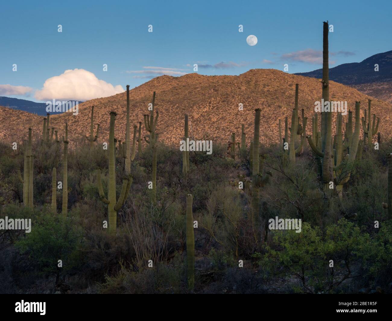 Rising full moon over cactus forest at sunset Stock Photo - Alamy