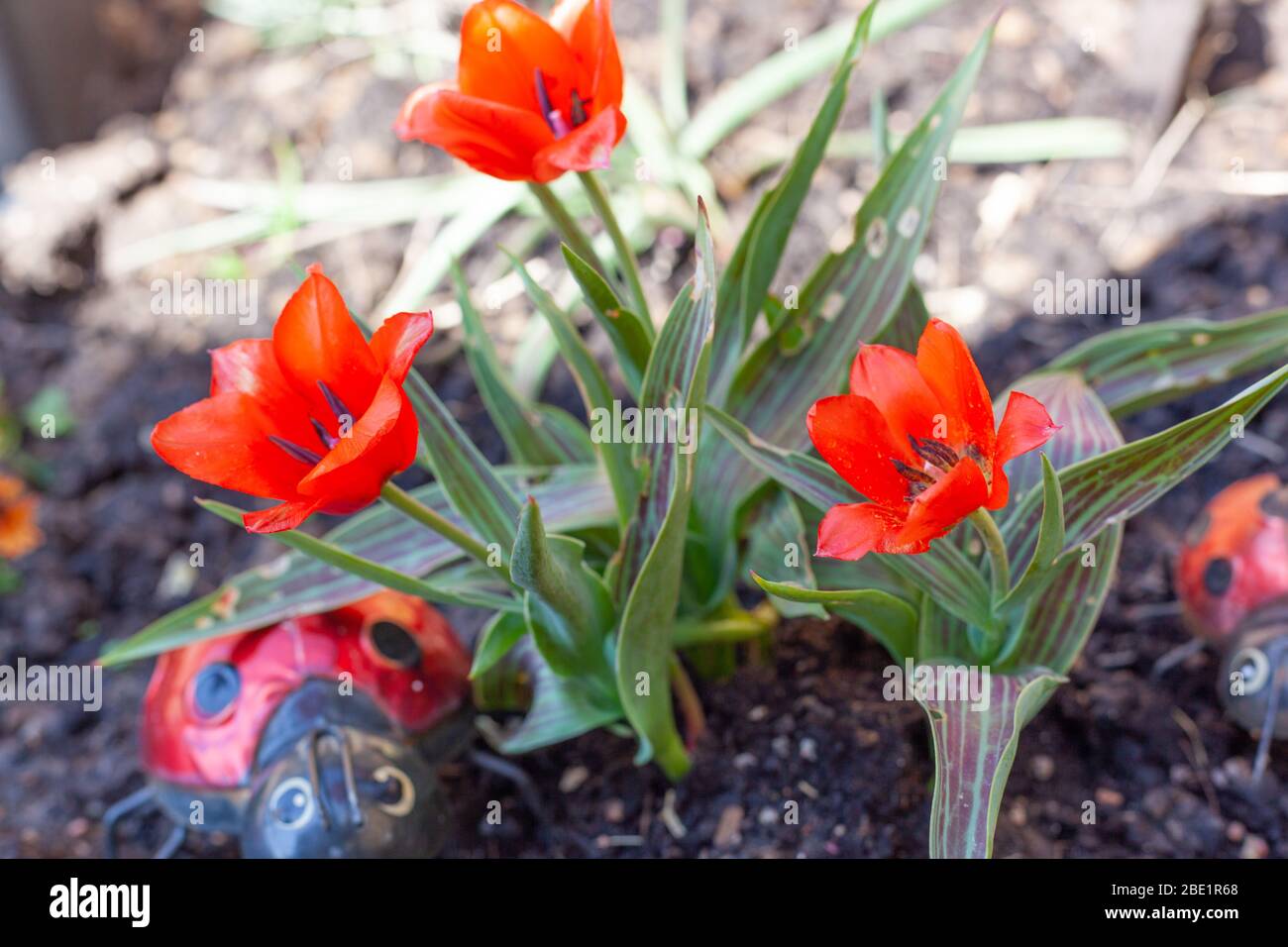 Dwarf tulip red riding hood hi-res stock photography and images - Alamy
