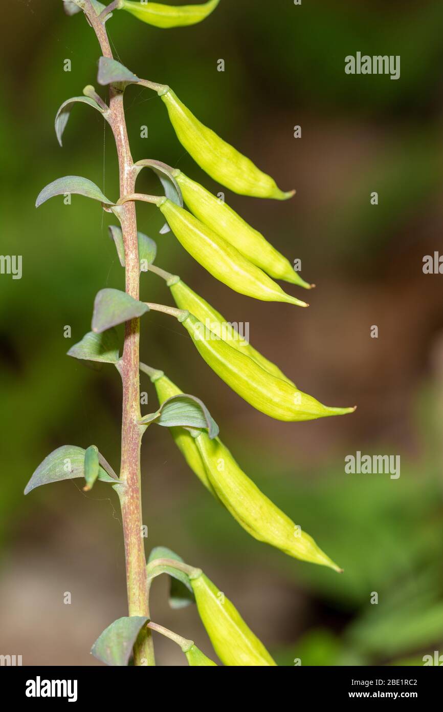 The fruit (seeds) of the Corydalis solida, the fumewort Stock Photo - Alamy
