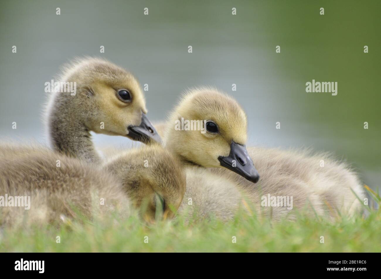 Young cute Canada geese Stock Photo - Alamy