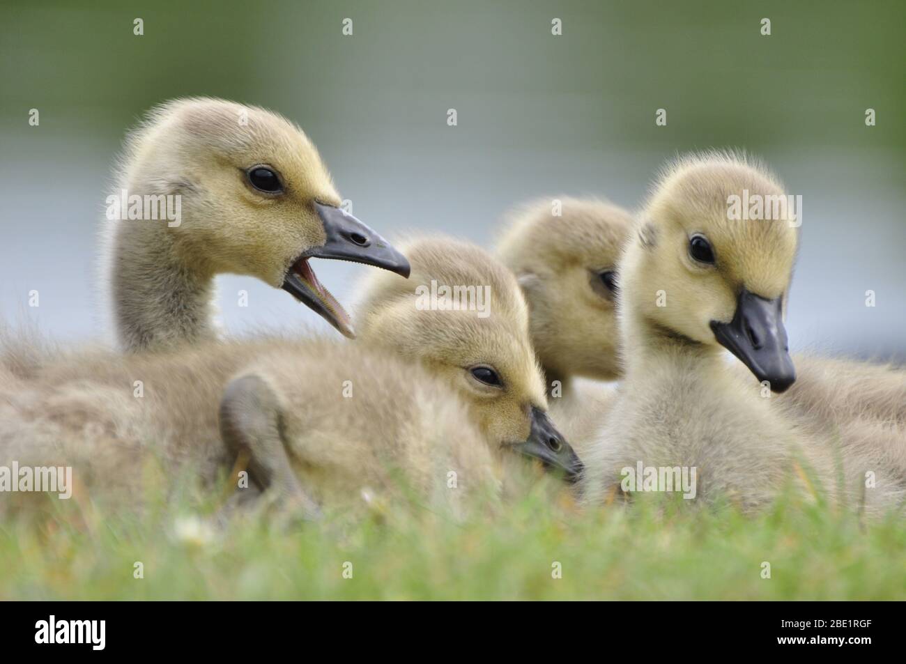 Young cute Canada geese Stock Photo - Alamy