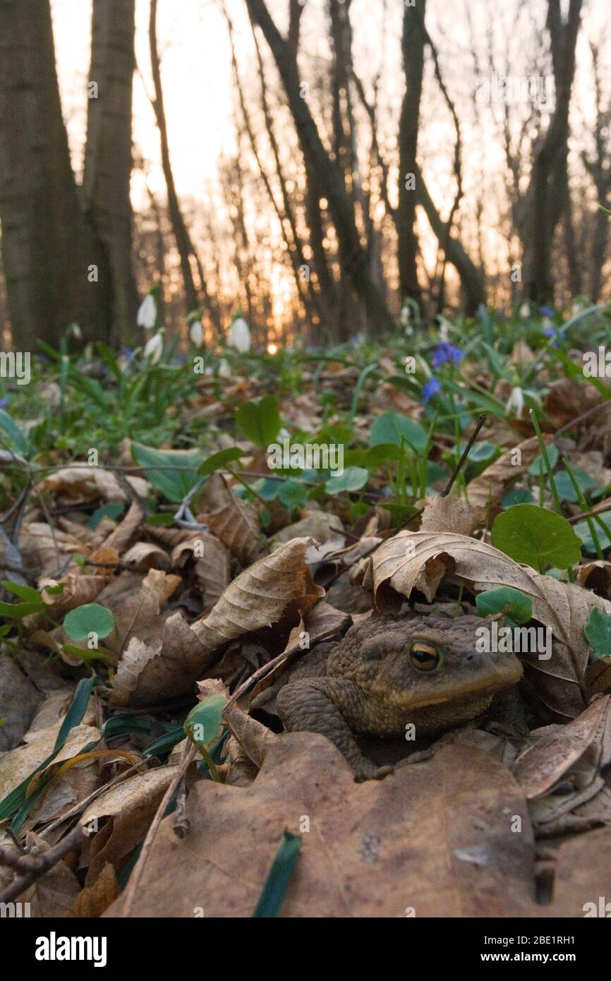 The toad (Bufo bufo) waking up from hibernation Stock Photo - Alamy