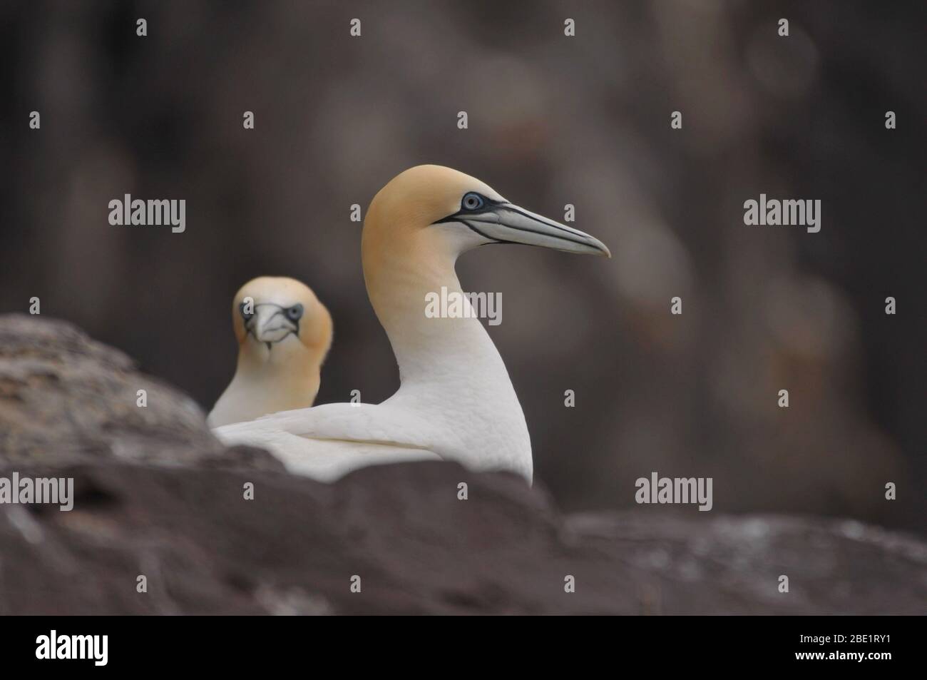 Gannet wildlife hi-res stock photography and images - Alamy