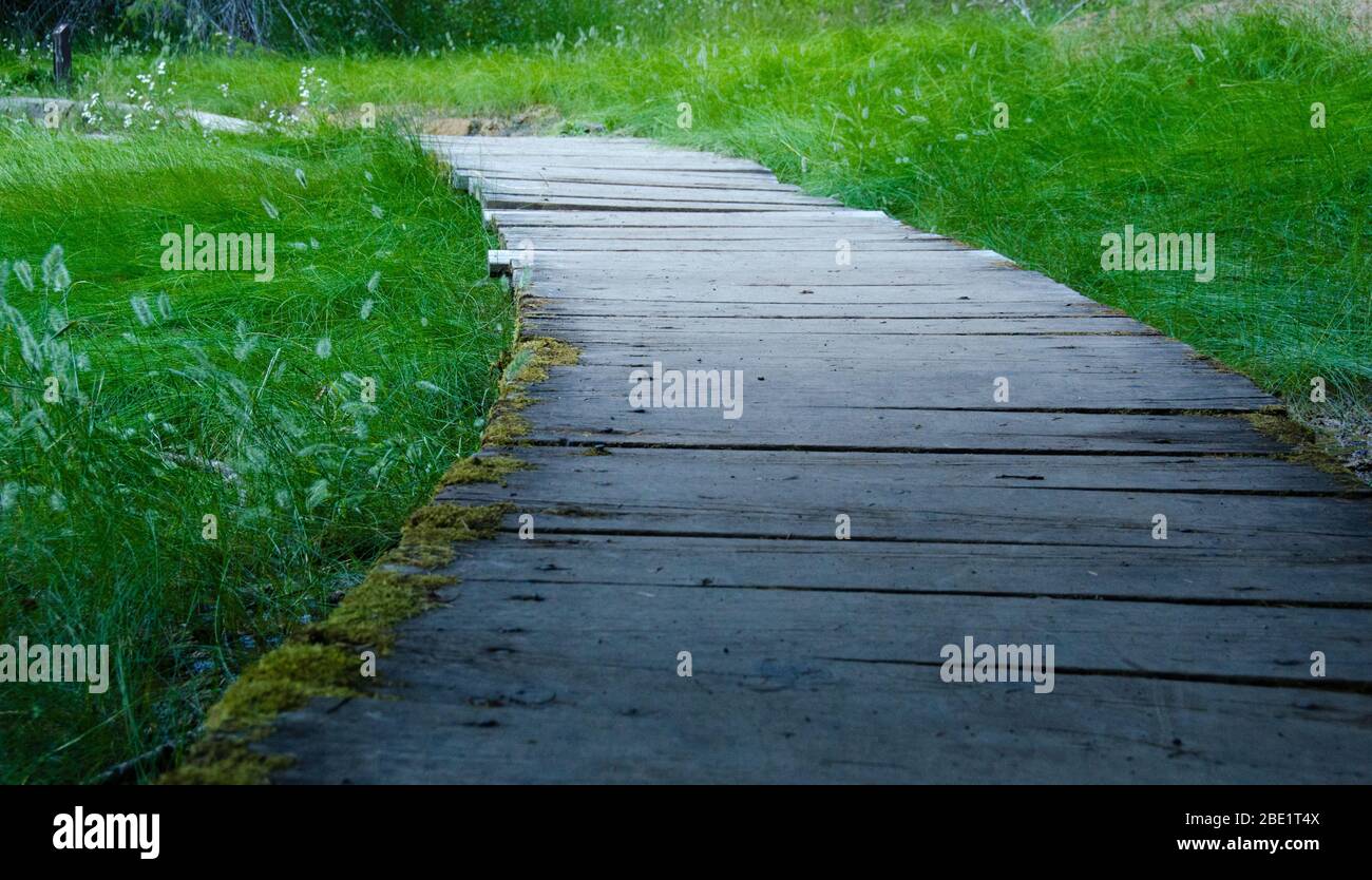 Wooden path across a grassy meadow Stock Photo - Alamy