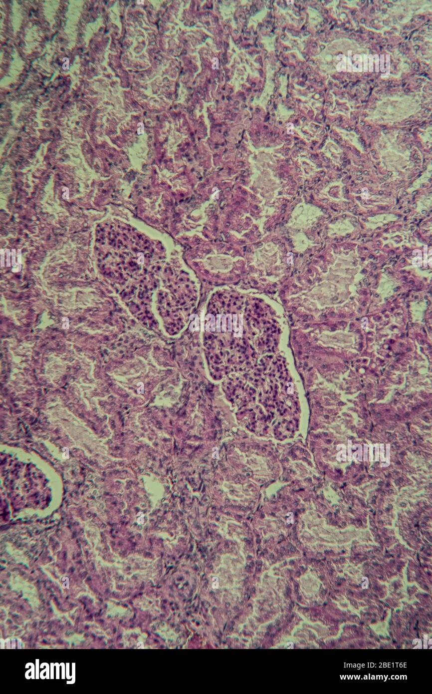 Cross section of the kidney with Glumeroli 100x Stock Photo - Alamy