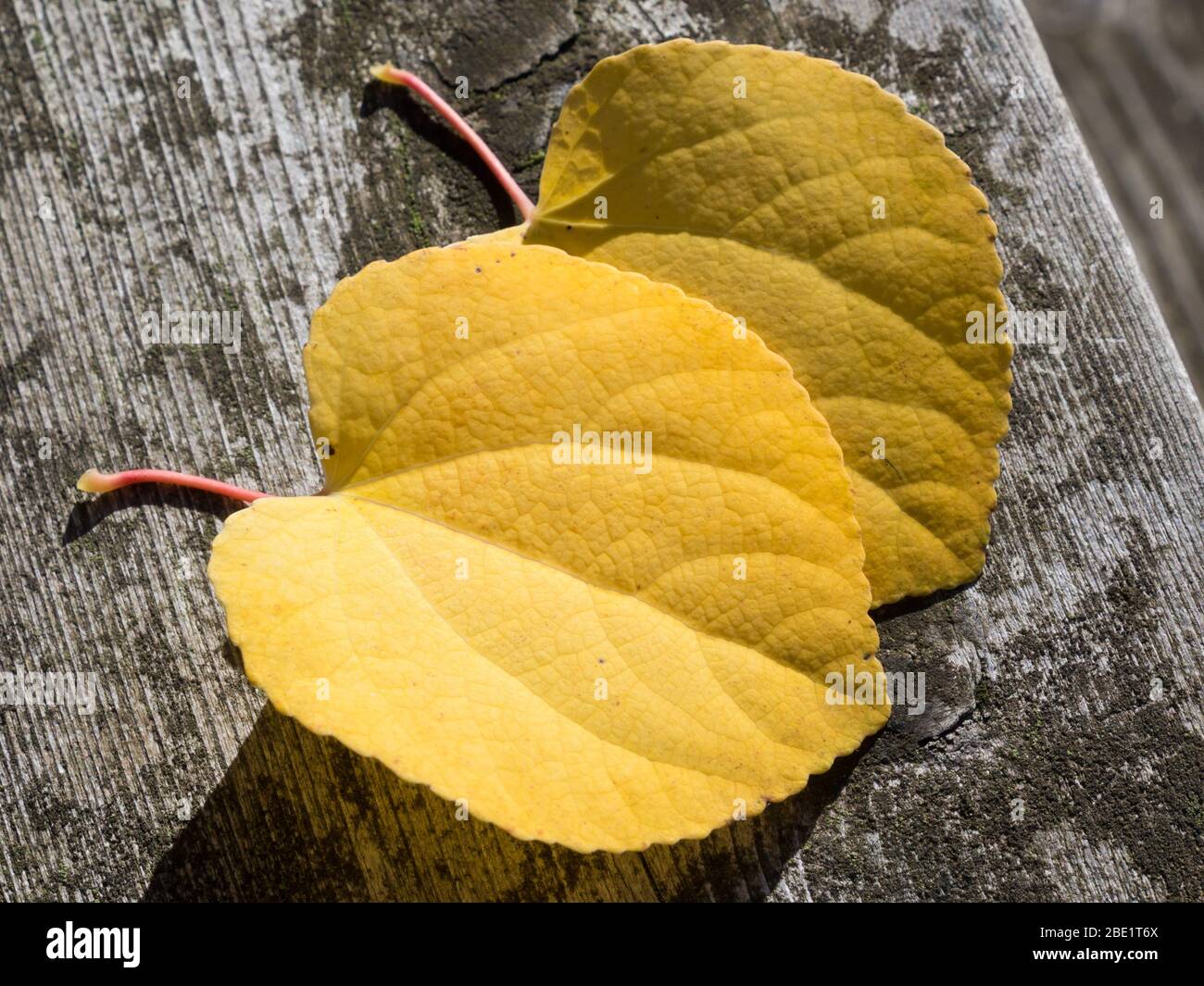 Two yellow leaves hi-res stock photography and images - Alamy