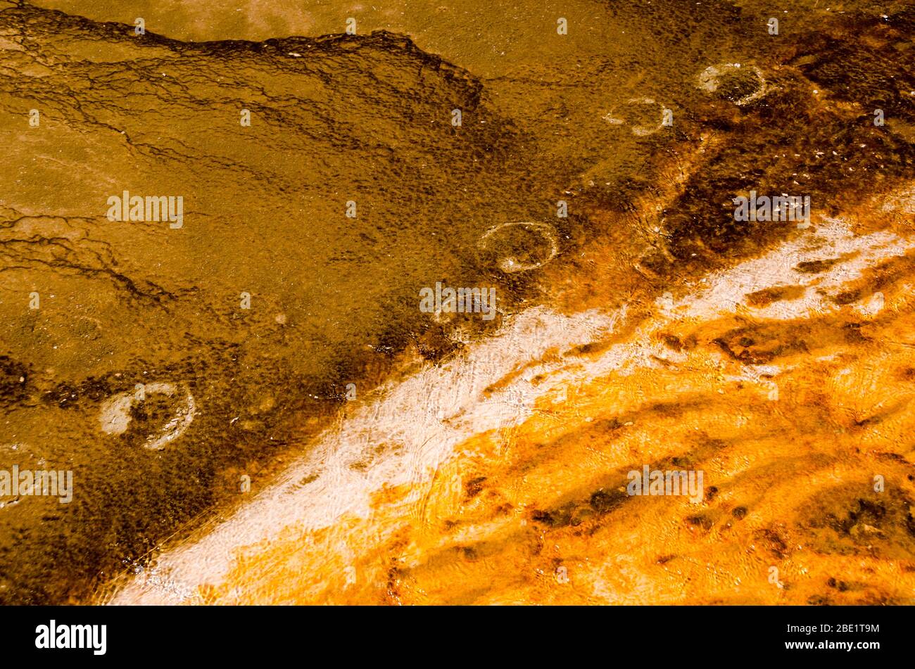 Bison footprints in a thermal spring Stock Photo - Alamy