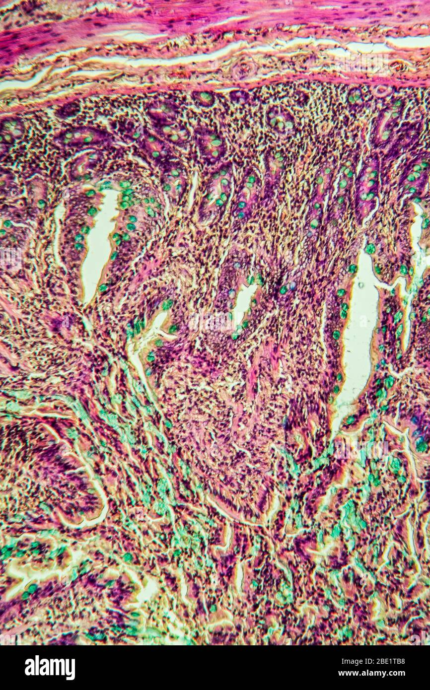 Small intestine pig tissue across 100x Stock Photo - Alamy