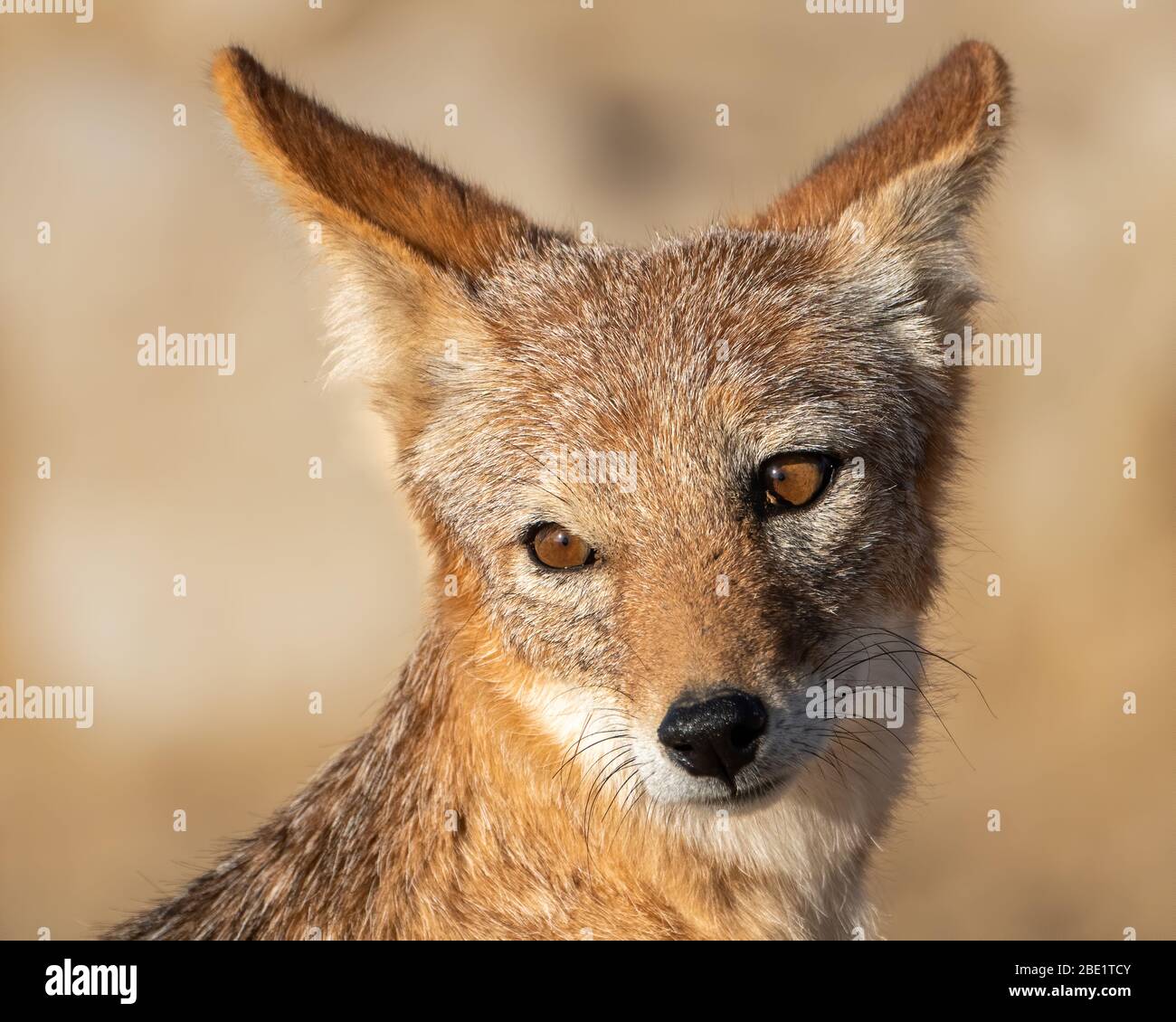 Jackal eyes hi-res stock photography and images - Alamy