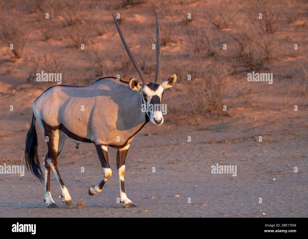 Natural african horns hi-res stock photography and images - Alamy