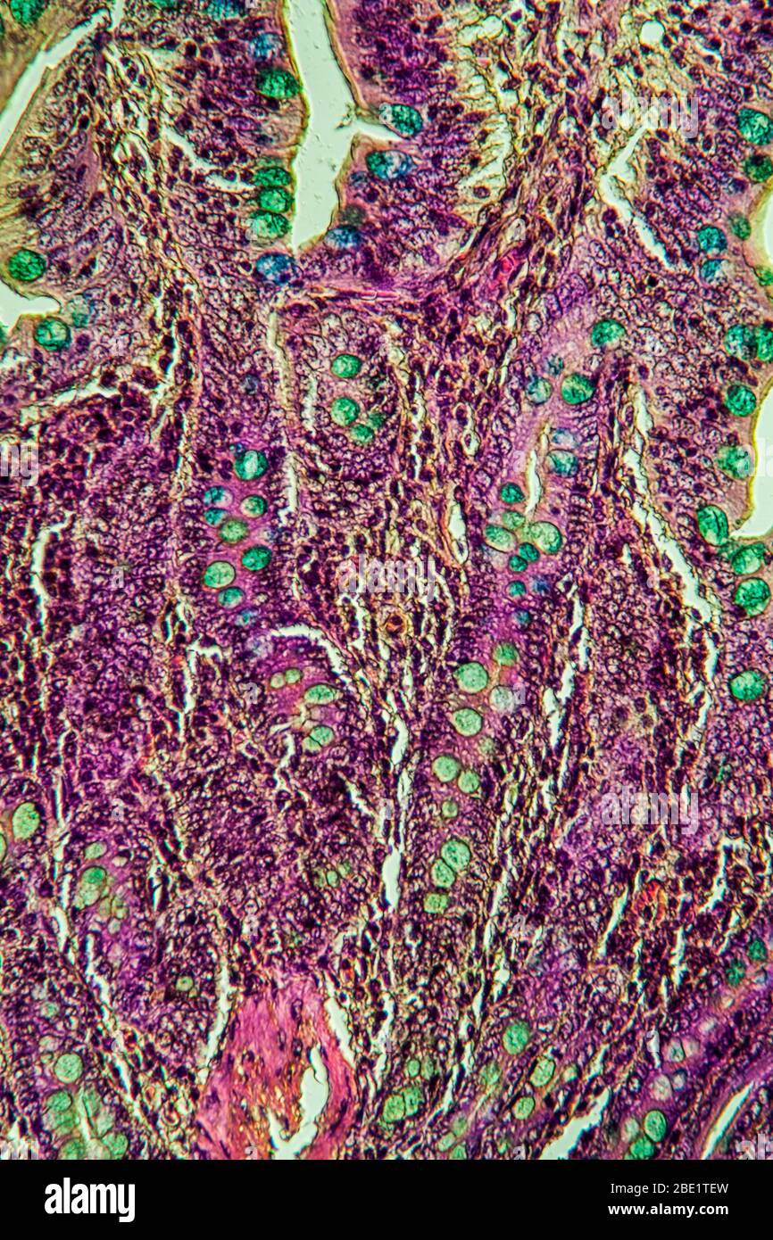 Small intestine pig tissue across 100x Stock Photo - Alamy