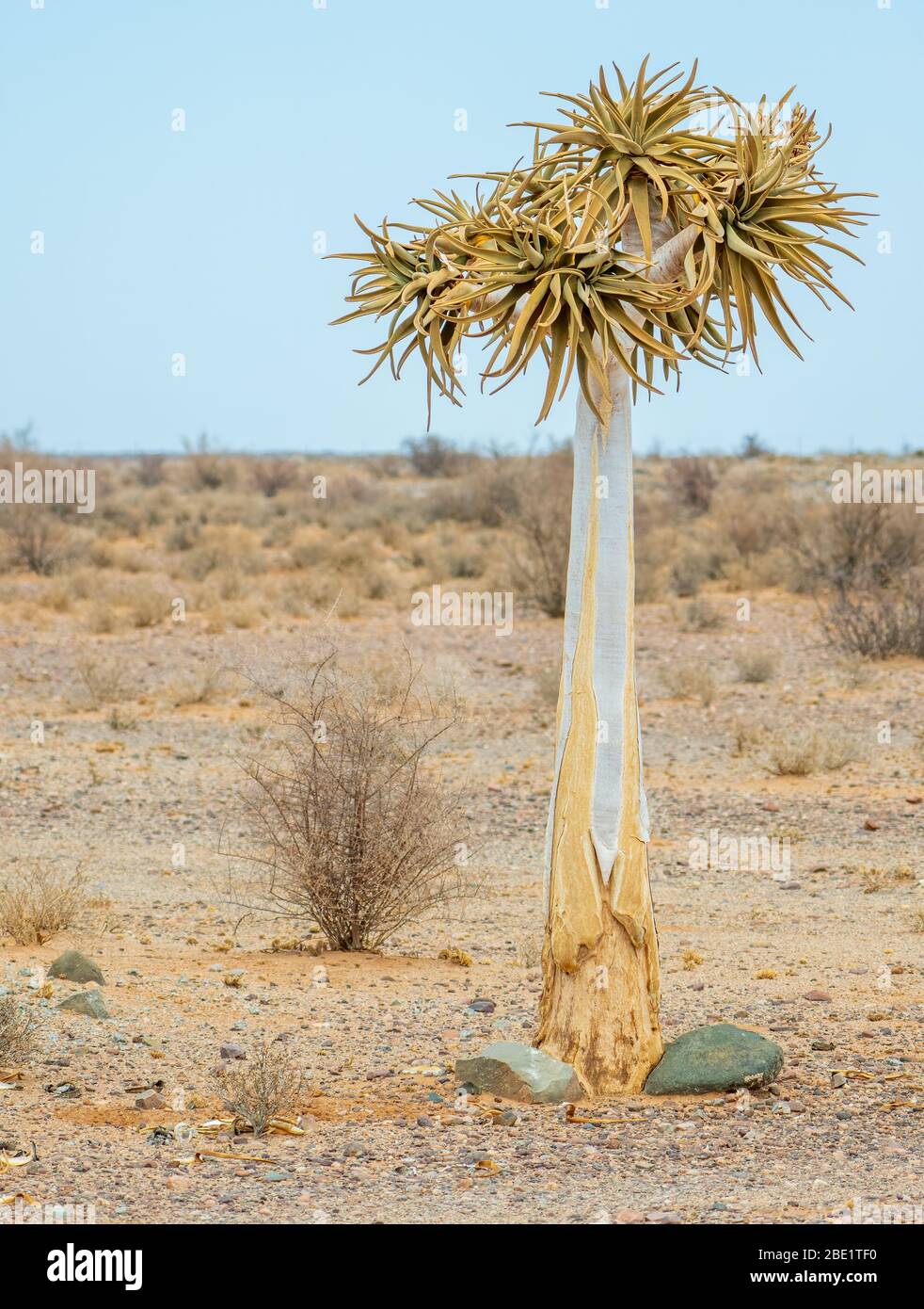 Bark Of A Quiver Tree High Resolution Stock Photography and Images - Alamy