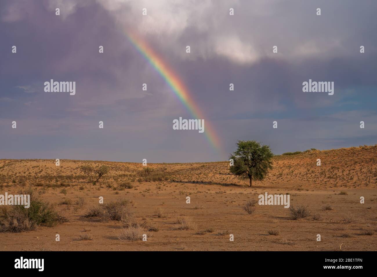 Lone Tree Sky Desert Lonely Tree In A Stone Desert In Morocco Stock