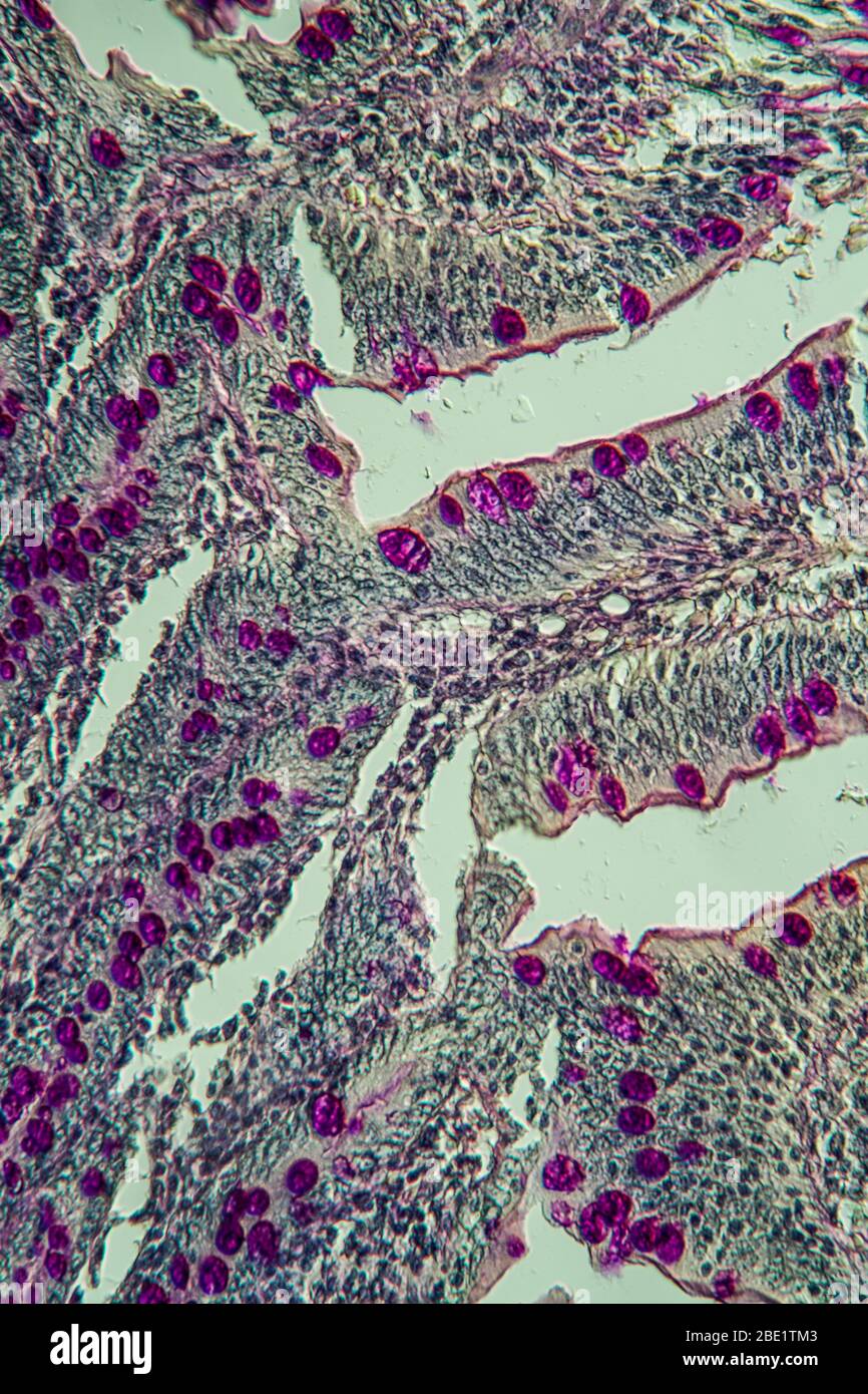 Small intestine pig tissue across 100x Stock Photo - Alamy