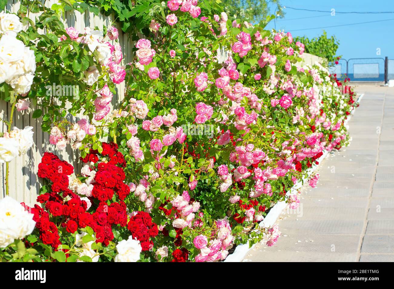 seaside alley with garden of roses Stock Photo - Alamy