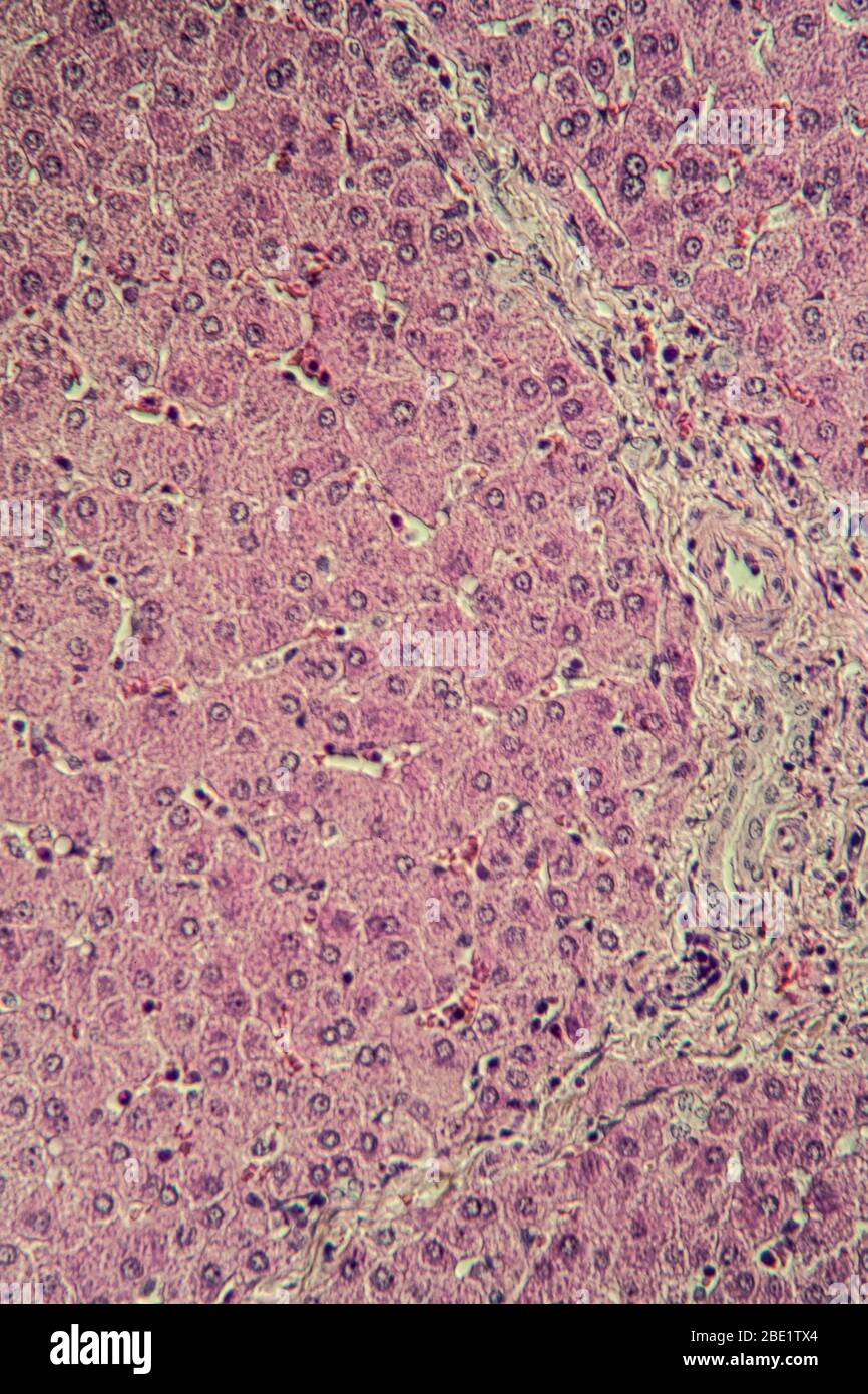 Pork liver tissue cut 100x Stock Photo - Alamy