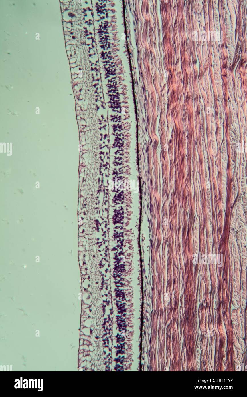 Cross-section through the retina 100x Stock Photo - Alamy