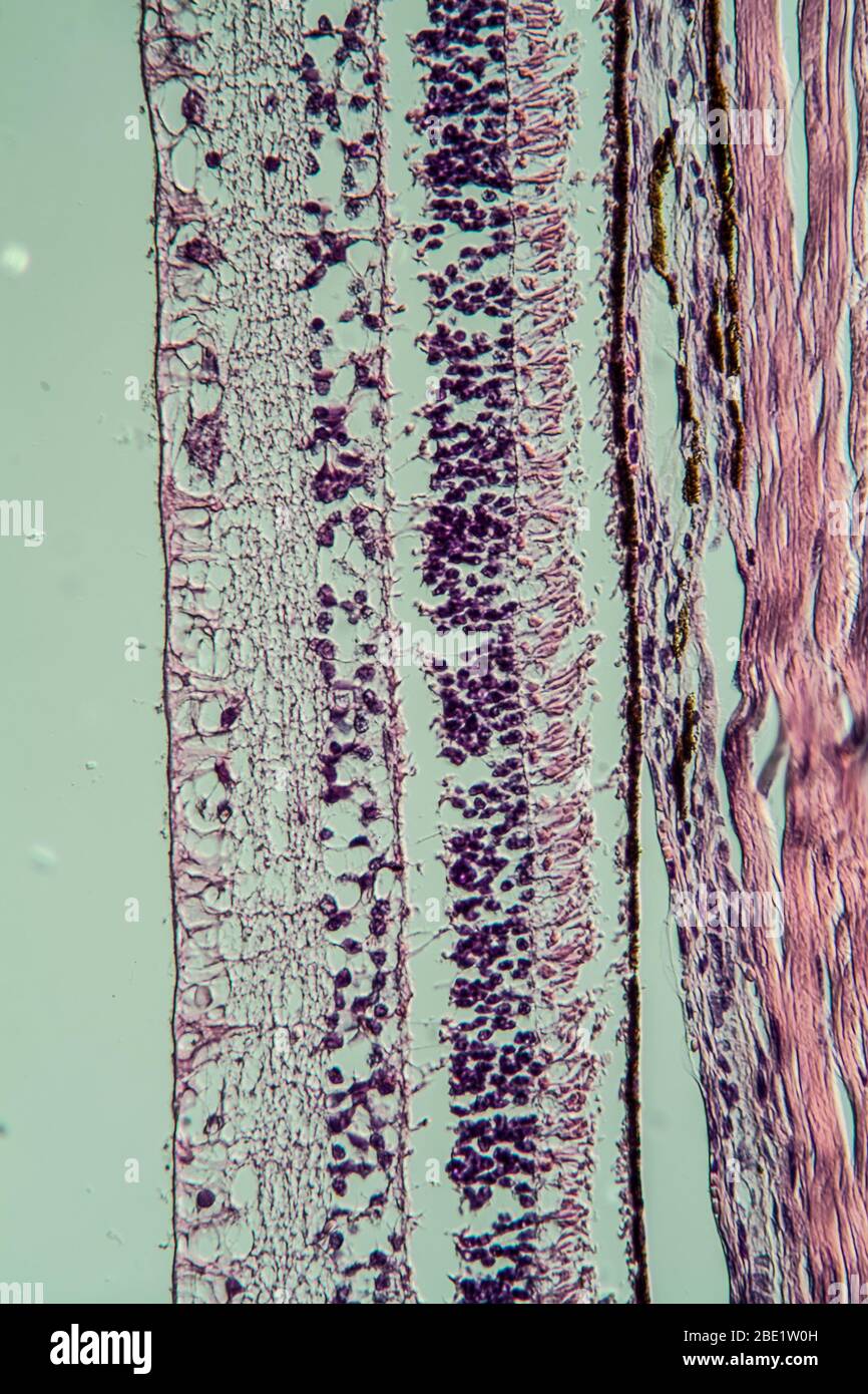 Cross-section through the retina 100x Stock Photo - Alamy