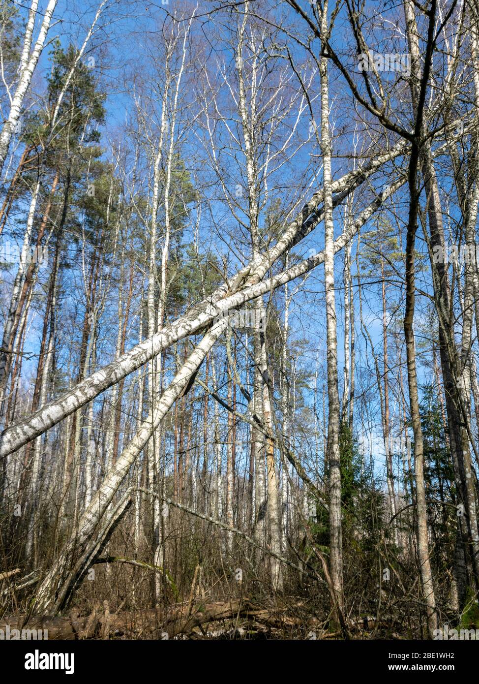 landscape with wild forest, trees overturned after a storm Stock Photo ...