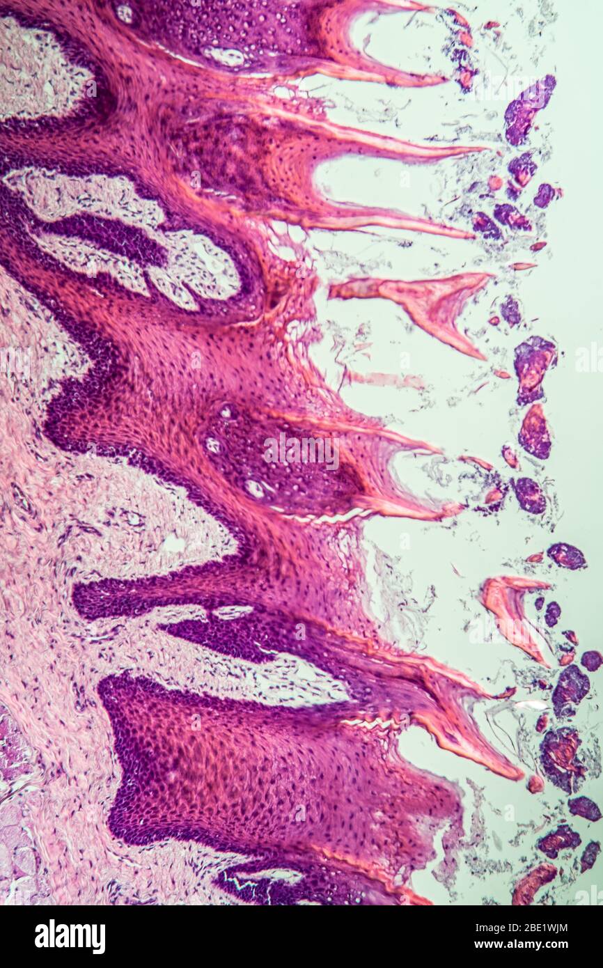 Monkey tongue across, papillae 100x Stock Photo - Alamy