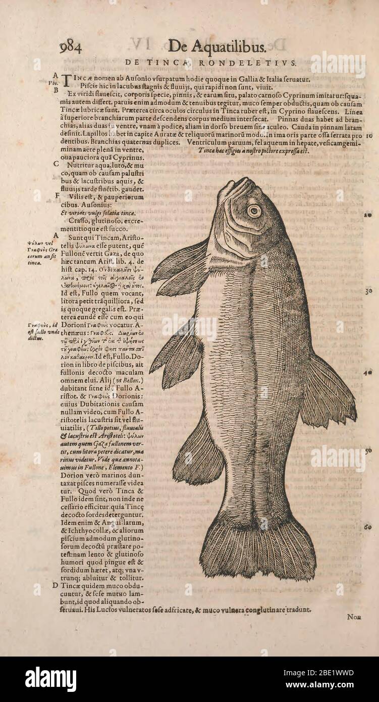 16th century fish illustration hi-res stock photography and images - Alamy