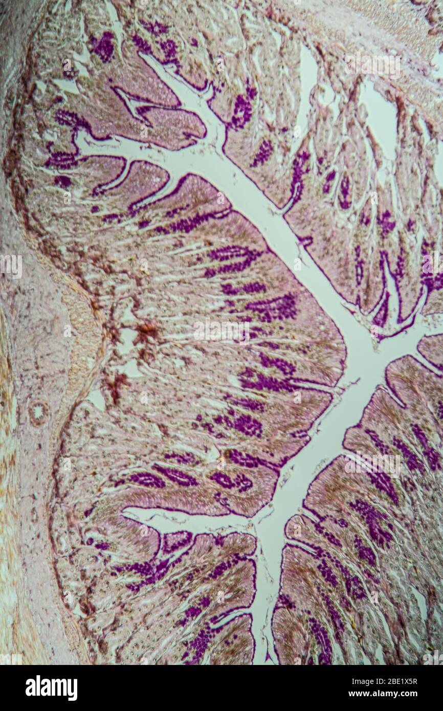 Cross-section through the intestine with glands 100x Stock Photo - Alamy