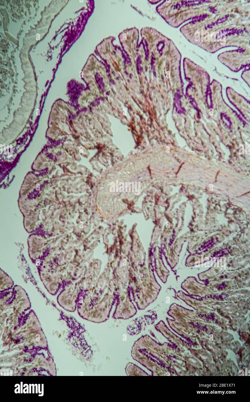 Cross-section through the intestine with glands 100x Stock Photo - Alamy