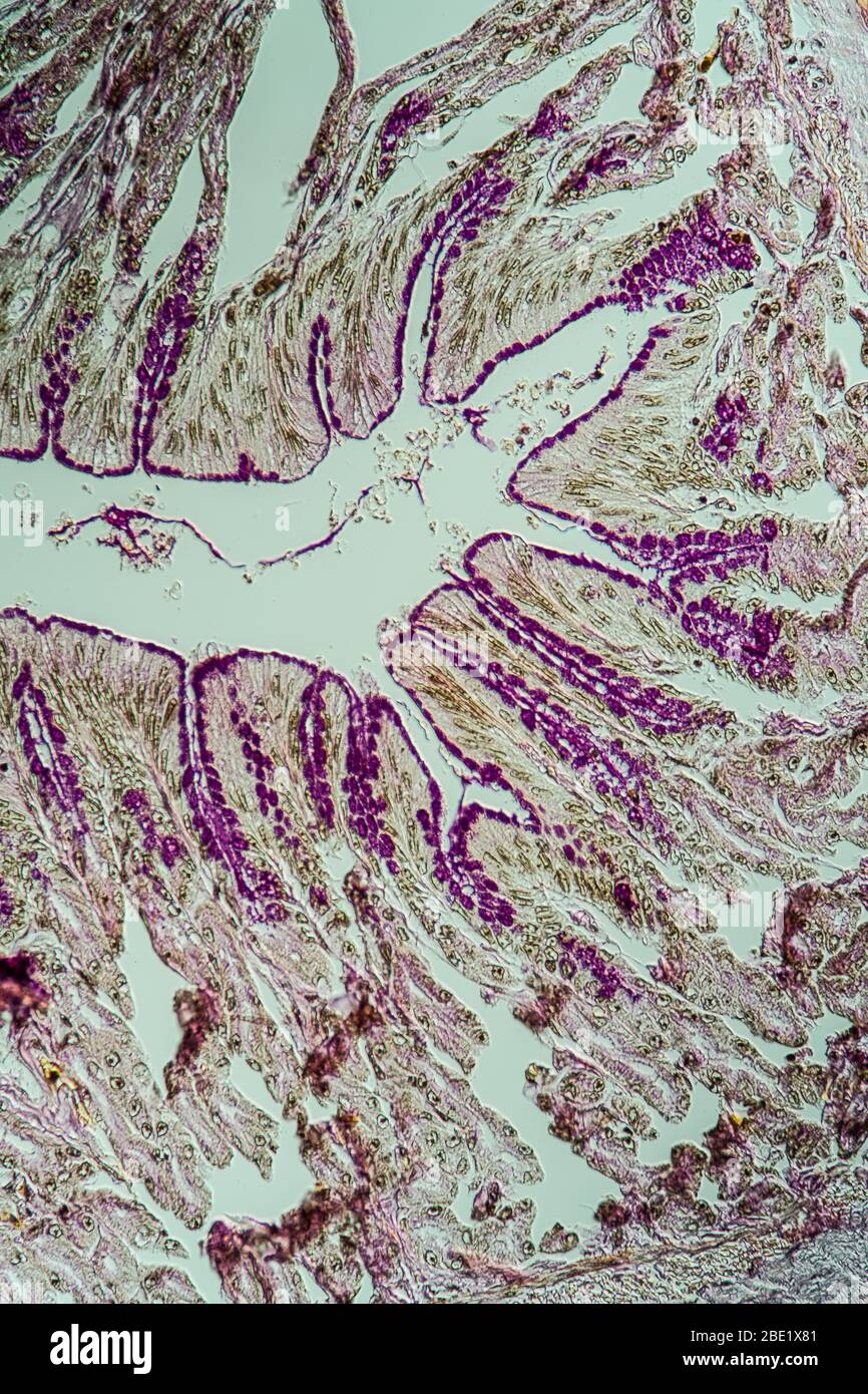 Cross-section through the intestine with glands 200x Stock Photo - Alamy