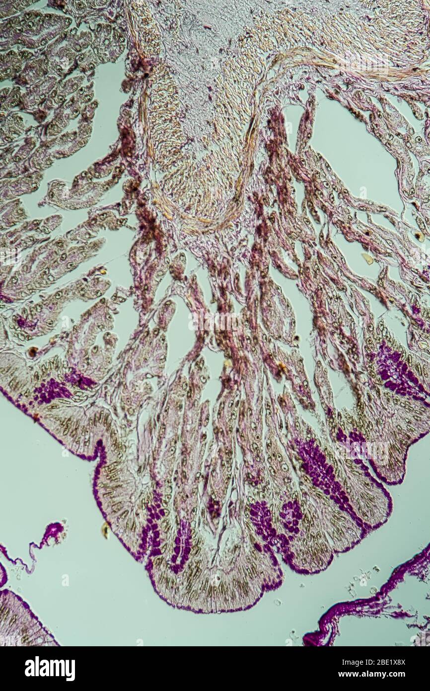 Cross-section through the intestine with glands 200x Stock Photo - Alamy