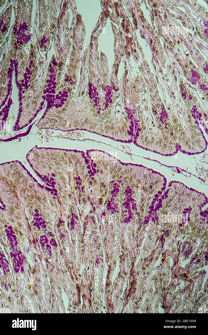 Cross-section through the intestine with glands 200x Stock Photo - Alamy